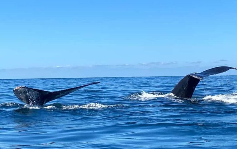 Bahía de Banderas: Whale Watching and Snorkeling Tour - Who Should Consider This Tour?