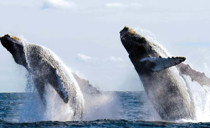 Bahía de Banderas: Whale Watching and Snorkeling Tour - Key Points