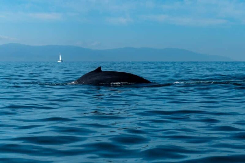 Bahía de Banderas: Whale Watching and Snorkeling Tour - The Sum Up