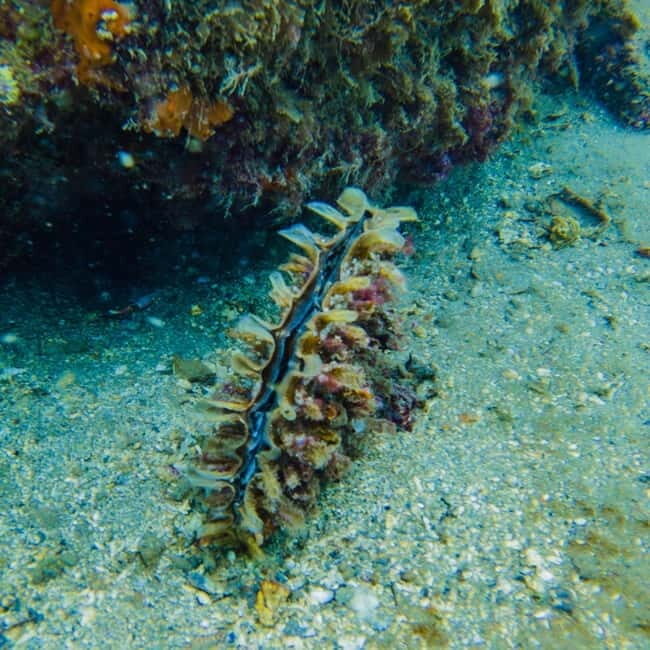 Baia Archaeological Park: underwater tours, snorkeling, try scuba diving. - What You Can Expect from the Tour