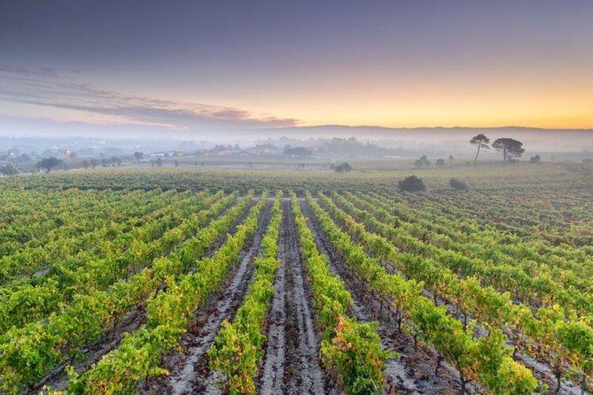 Bairrada Private Tour (Luso & Curia Villages) with Wine Tasting - What’s Included and What’s Not