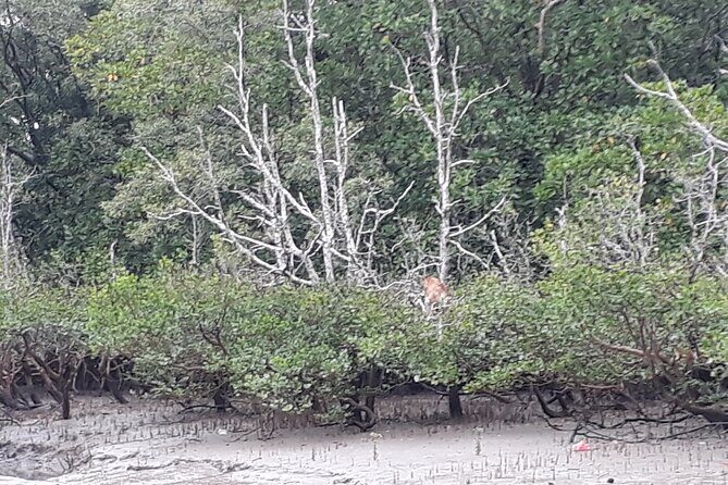 Bako National Park by Night from Kuching - The Value Proposition