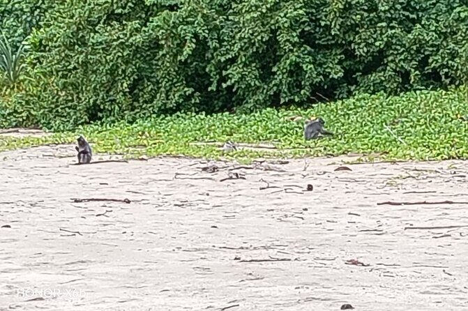 Bako National Park by Night from Kuching - The Sum Up