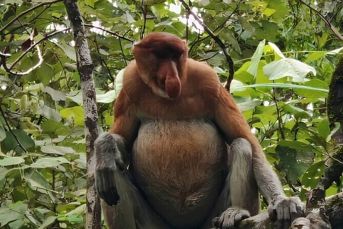 Bako National Park : Nature & Wildlife - Key Points