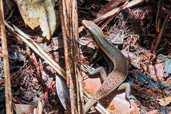 Bako National Park : Nature & Wildlife - The Practical Details