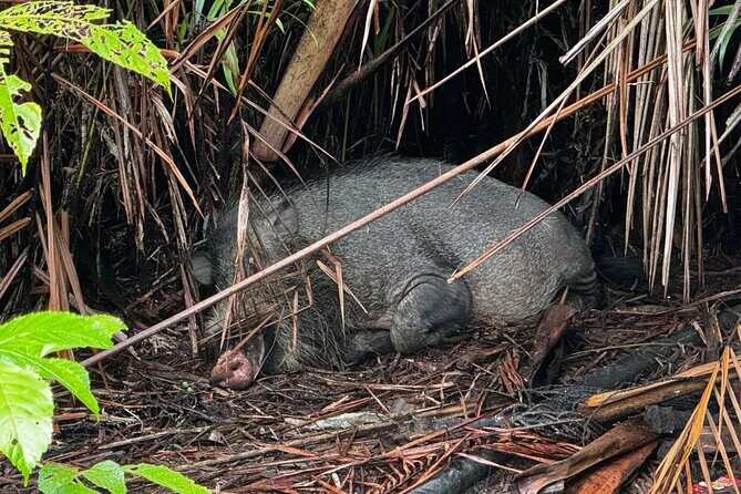 Bako National Park : Nature & Wildlife - Authentic Experiences and Real Feedback