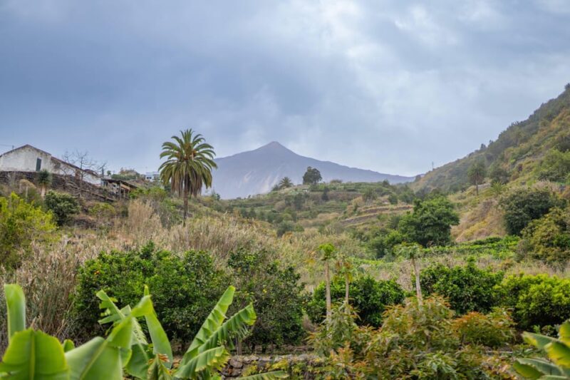 Balades Découverte Teide - La Orotava - Icod de los Vinos - A Deep Dive into the Day’s Highlights
