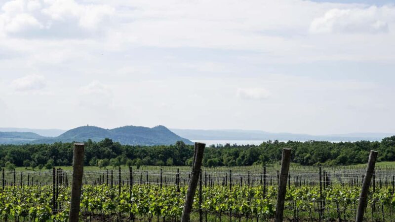 Balaton: Vineyard Tour and Wine Tasting with Zelna - The Hidden Gem: Penke Vineyard in Balatonszls