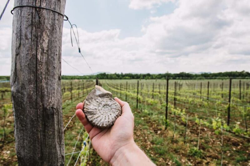 Balaton: Vineyard Tour and Wine Tasting with Zelna - Practical Details and Value
