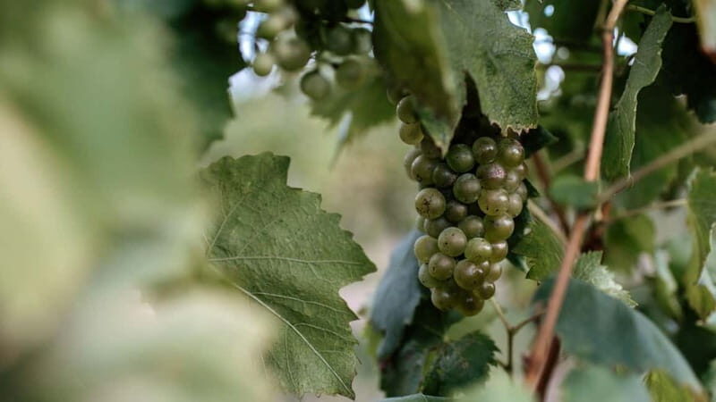 Balatonfüred: Zelna Wine Bistro Tasting Experience - The Wines and Tasting Atmosphere