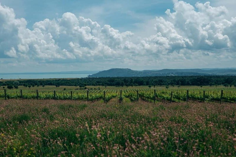 Balatonfüred: Zelna Wine Bistro Tasting Experience - Practicalities for Visitors