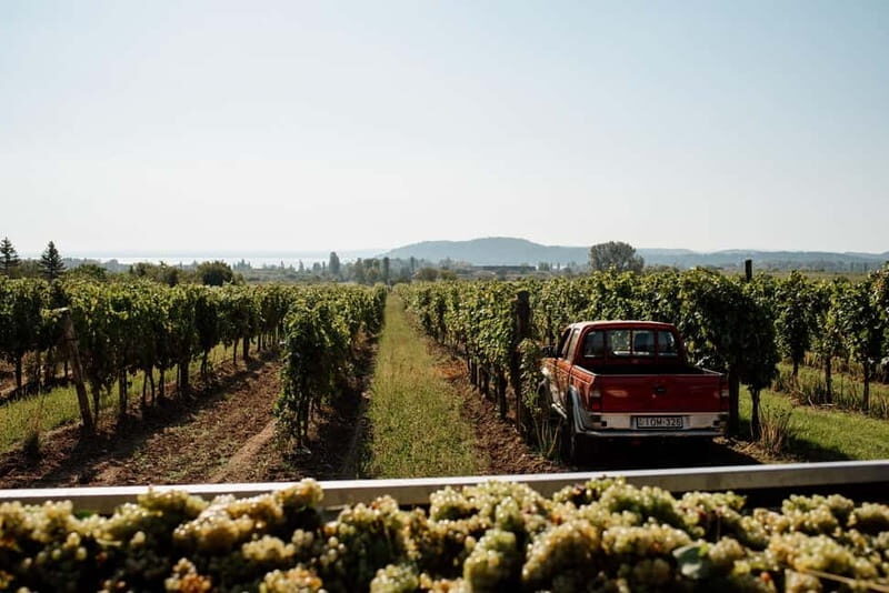 Balatonfüred: Zelna Wine Bistro Tasting Experience - Who Will Love This Tour?
