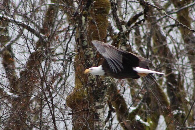 Bald Eagles Nesting Area Tour at Skagit River - Who Will Love This Tour?