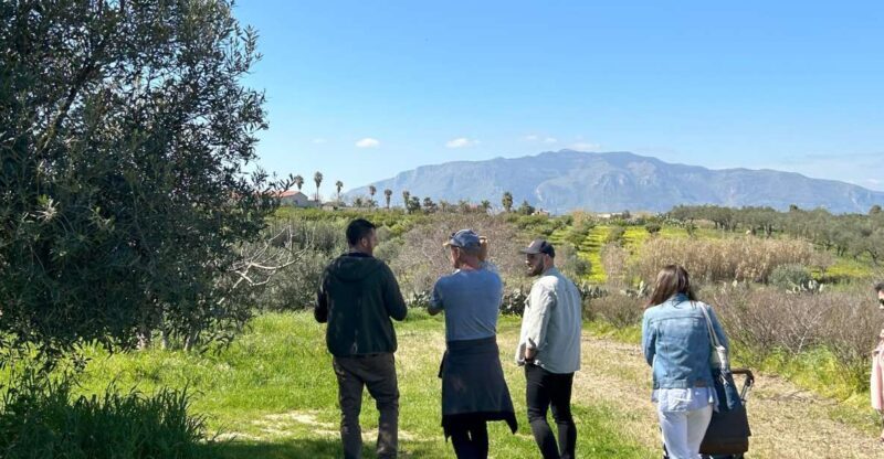Balestrate: Olive Grove Tour with Wines & Olive Oil Tasting - The Detailed Itinerary