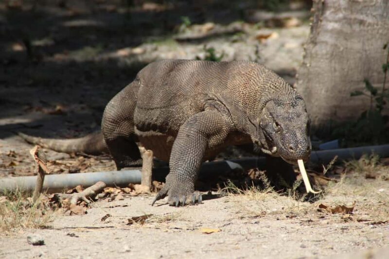 Bali: 2-Day Komodo National Park Tour - The Practicalities: What to Know