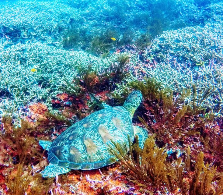 Bali: 2-Day PADI Advanced Open Water Course - Final Thoughts