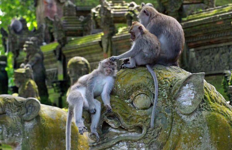 Bali Adventure: ATV Ride & Sacred Monkey Forest Experience - A Closer Look at the Experience