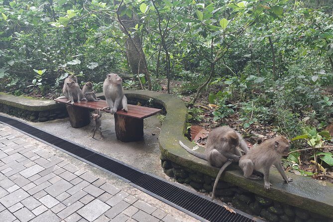 Bali All Inclusive Tour, Ubud Rice Terrace, Temple and Volcano - Who Will Love This Tour?