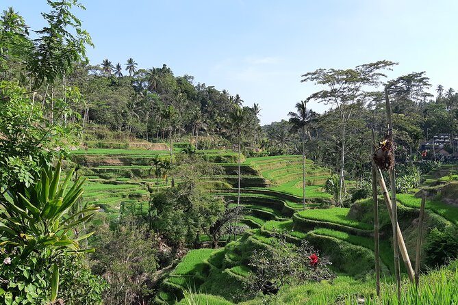 Bali All Inclusive Tour, Ubud Rice Terrace, Temple and Volcano - The Sum Up