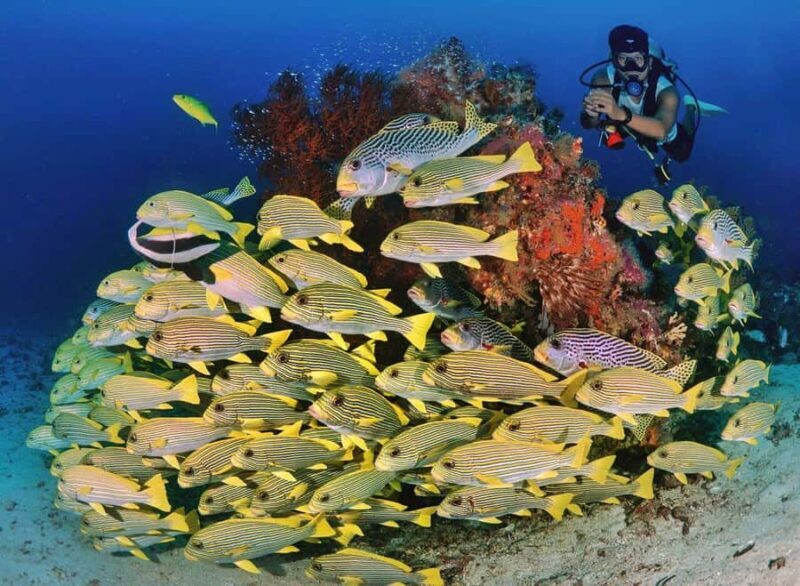 Bali/Amed: 2 Fun Dives for Certified Divers with Transfers - Key Points