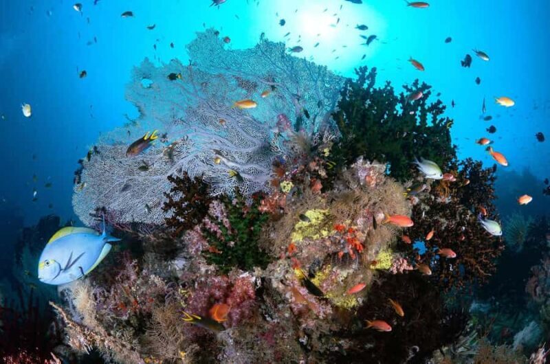 Bali/Amed: 2 Fun Dives for Certified Divers with Transfers - FAQ