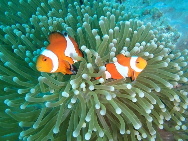 Bali, Amed Snorkeling, Kayak, and Paddle Board Tour - Frequently Asked Questions