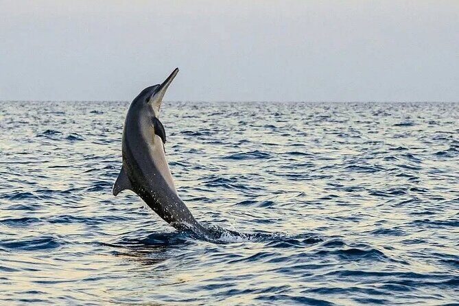 Bali and Lovina with Sunrise Dolphin Tour and Snorkeling - Final Thoughts