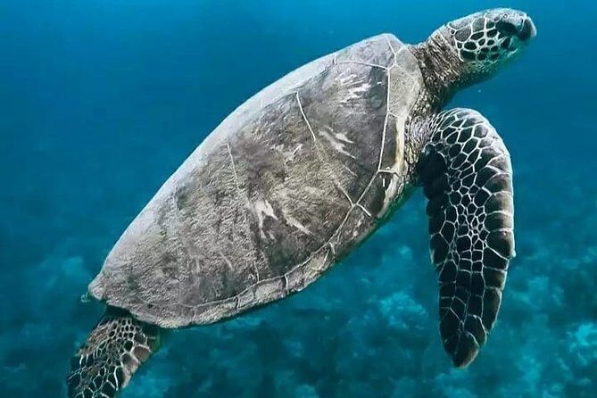 Bali ATV Quad Bike and Snorkeling at Blue Lagoon Tanjung Jepun Combination Tour - The Sum Up