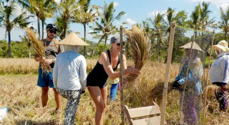 Bali: Authentic Rural & Cooking Experience - The Rice Field Walk and Subak Irrigation System