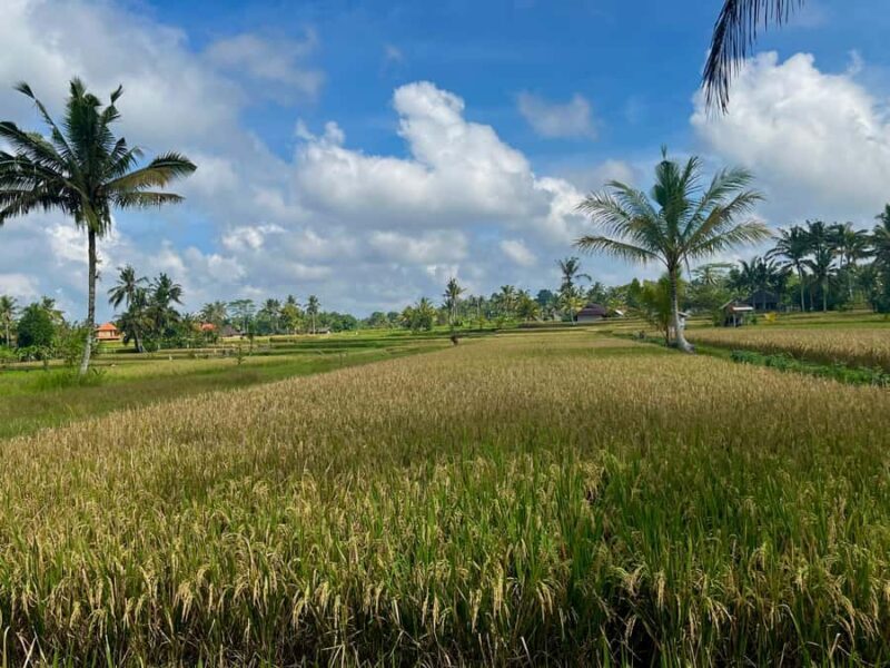 Bali: Balinese Purification Ritual & Herbal Tonics - FAQ