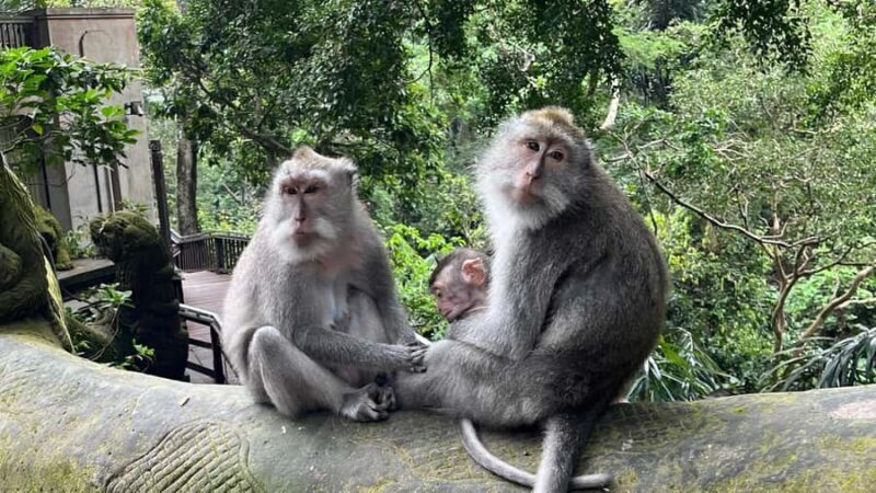 Bali: Batuan temple, Monkey Forest, Kato Lampo waterfall - An Overview of the Tour
