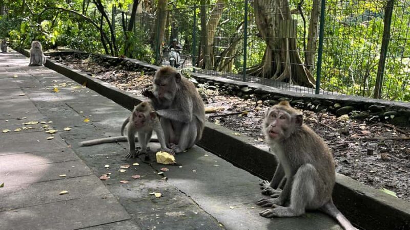 Bali: Batuan temple, Monkey Forest, Kato Lampo waterfall - Sacred Monkey Forest Sanctuary