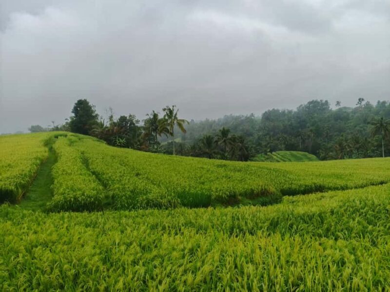 Bali: Batukaru Temple, Waterfall, and Rice Terrace Tour - Bali: Batukaru Temple, Waterfall, and Rice Terrace Tour