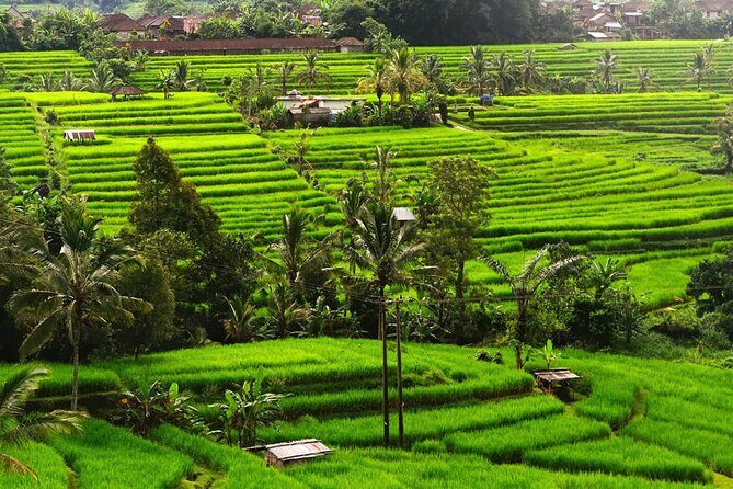 Bali: Bedugul Lake Temple, Banyumala Waterfall, UNESCO Rice Field - Practical Details & Expectations