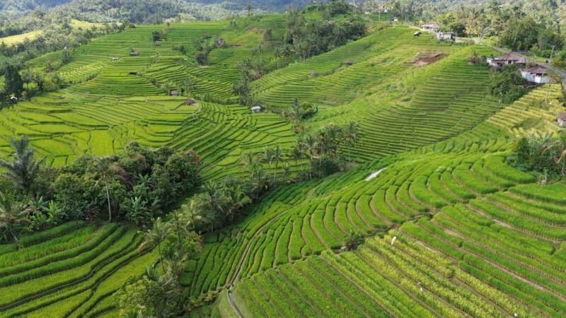 Bali: Belimbing Village Trek with Waterfall & Temple Visit - Key Points