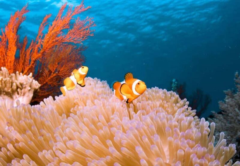 BALI/BENOA: LEMBONGAN REEF & WATER ACTIVITIES DAY CRUISE - Who Will Love This Tour?