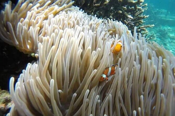 Bali Best Snorkeling Blue Lagoon with Lunch & Guide - Introducing the Bali Best Snorkeling Blue Lagoon Tour