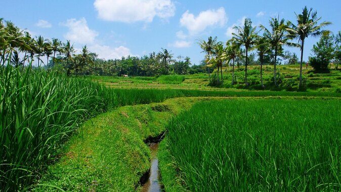 Bali Bintang Rafing (BBR)-Ayung River - Key Points