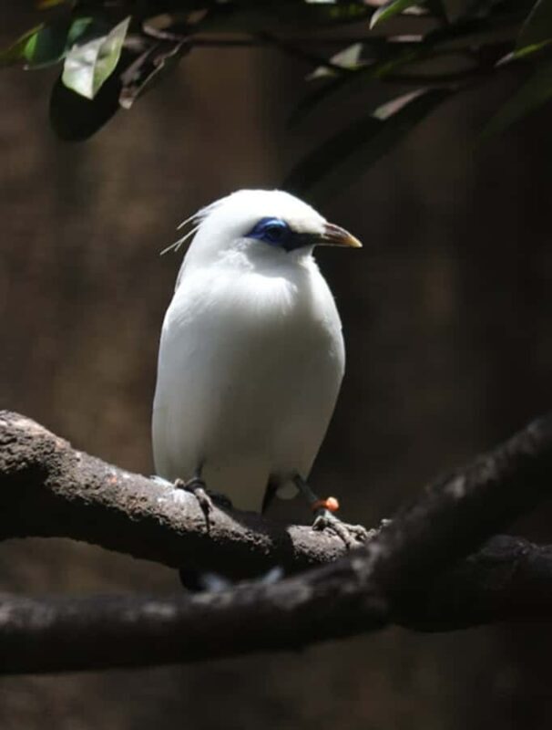 Bali Bird Park: 1-Day Admission Ticket - The Sum Up