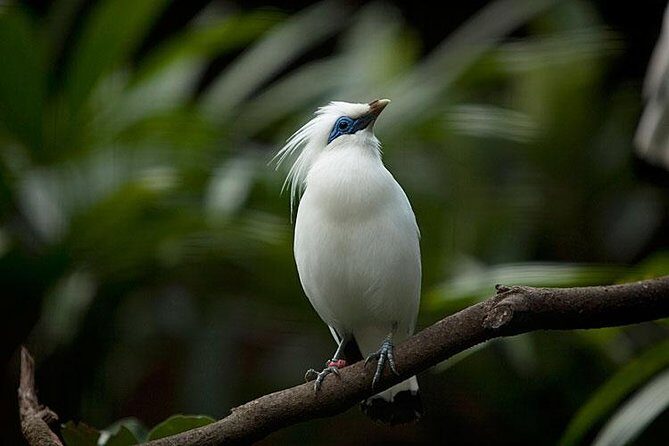 Bali Bird Park Admission Ticket with Hotel Transfer - Value and Pricing