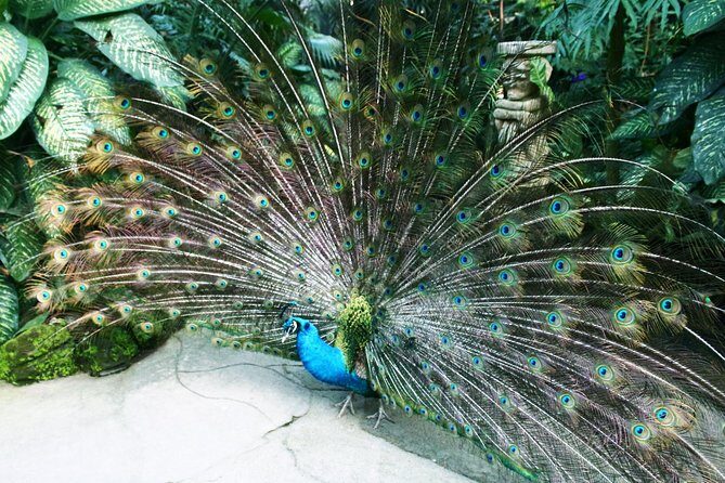 Bali Bird Park Entrance Tickets - Who Will Love Bali Bird Park?
