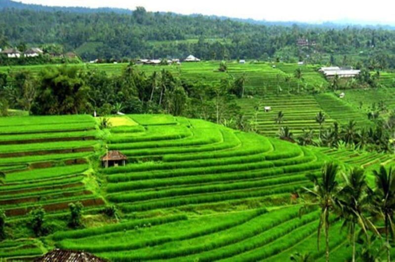 Bali: Bird Village, Batukaru Temple & Rice Terraces Tour - In The Sum Up