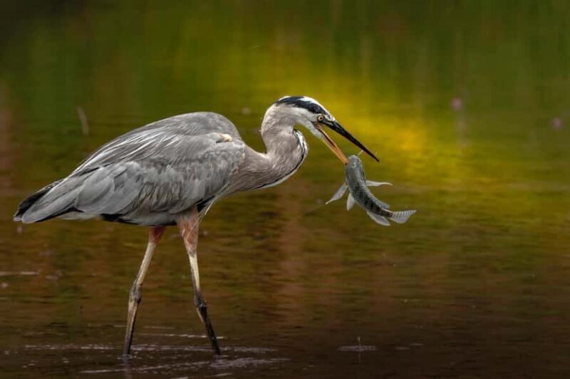 Bali: Bird-Watching Walk & Jungle Zipline Adventure - What to Expect on the Tour