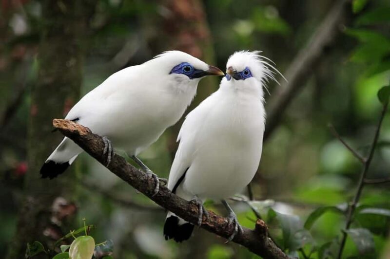 Bali: Bird-Watching Walk & Jungle Zipline Adventure - Transportation and Group Size