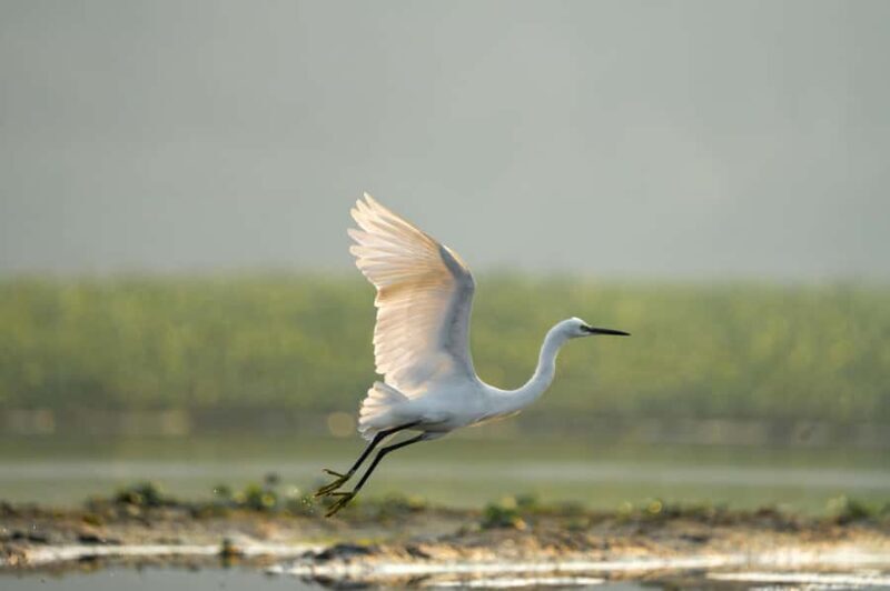 Bali: Bird-Watching Walk & Jungle Zipline Adventure - What Travelers Say