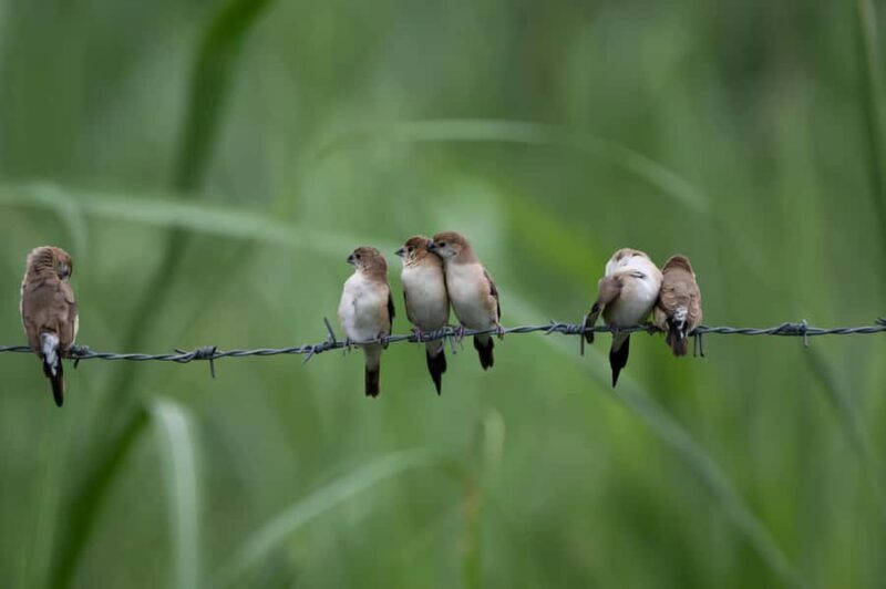 Bali: Bird-Watching Walk & Jungle Zipline Adventure - Practical Tips