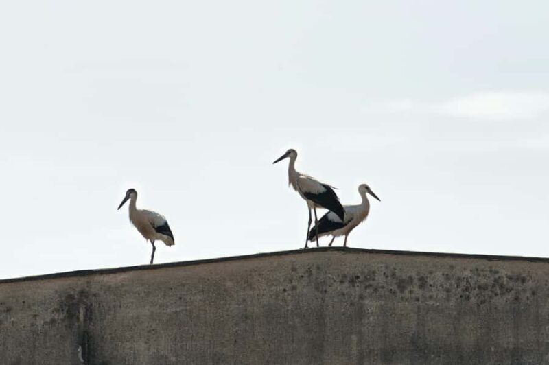 Bali: Bird-Watching Walk & Jungle Zipline Adventure - Is This Tour Worth It?