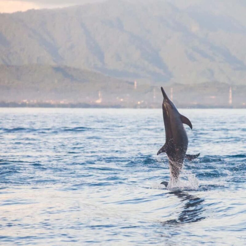 Bali Bliss: Dolphin Lovina Private Expedition - FAQ