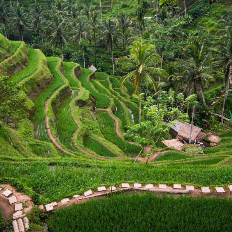 Bali Bliss: Tropical Escape & Cultural Wonders Tour - FAQ