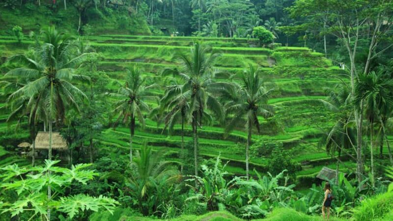 Bali Bliss: Yoga, Floating Breakfast and Rice terrace walk - The Sum Up